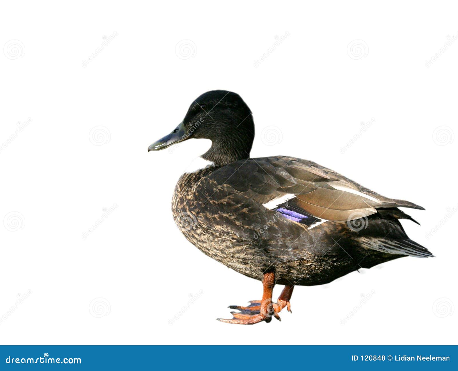 Duck-design element stock photo. Image of isolated, lake - 120848