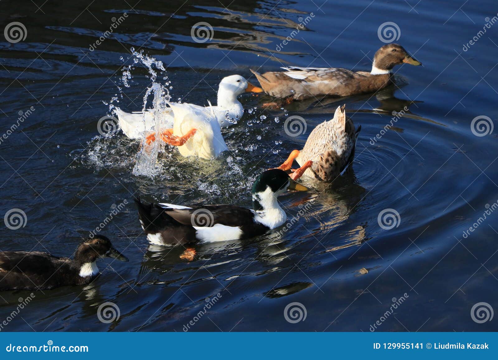 Duck on the lake stock image. Image of mallard, bird - 129955141