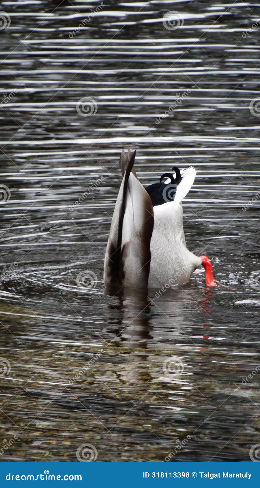 Duck dives into water. stock photo. Image of wing, reflection - 318113398