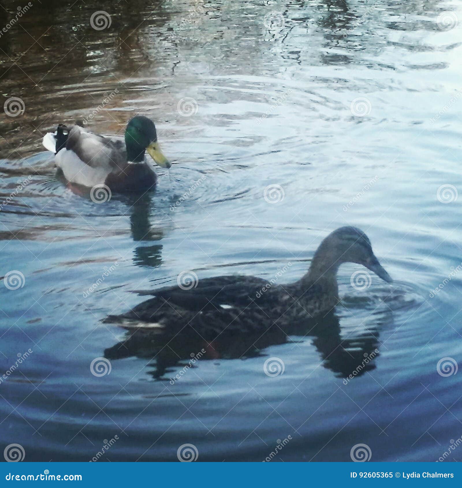 Duck divine stock image. Image of divine, duck, lake - 92605365