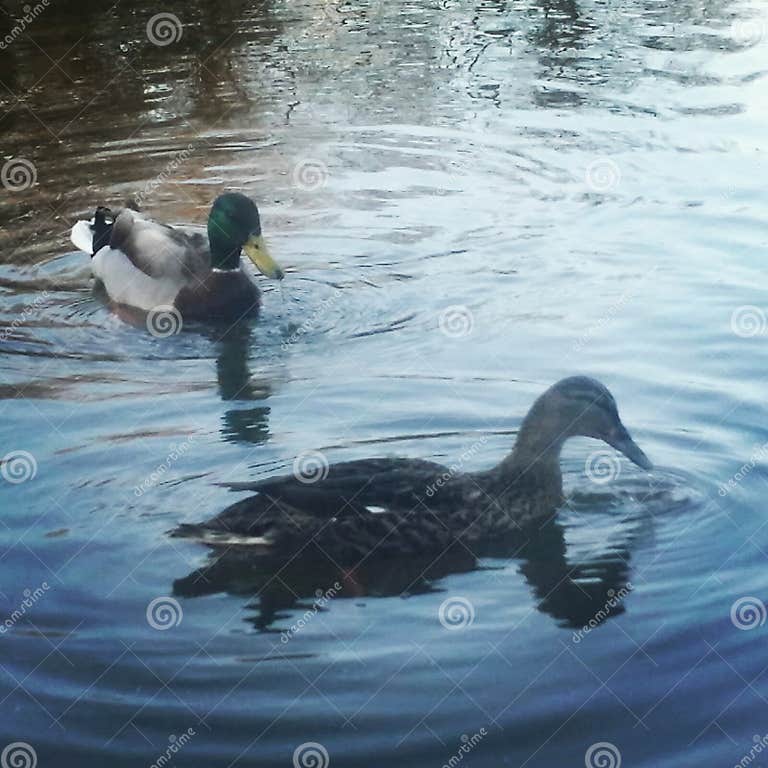 Duck divine stock image. Image of divine, duck, lake - 92605365