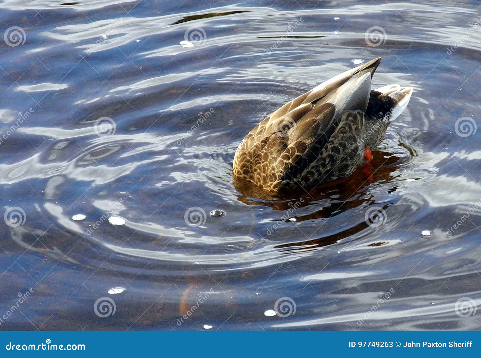 Duck, Diving, on Calm River Stock Image - Image of ripples, summer ...
