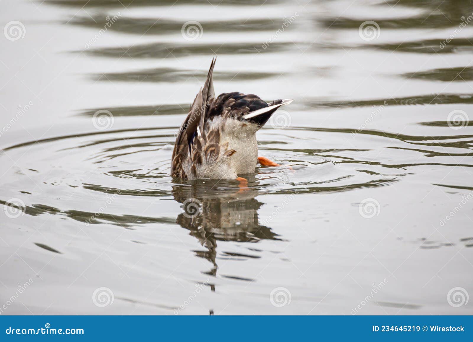 Duck Diving Underwater in a Lake Looking for Food Stock Image - Image ...