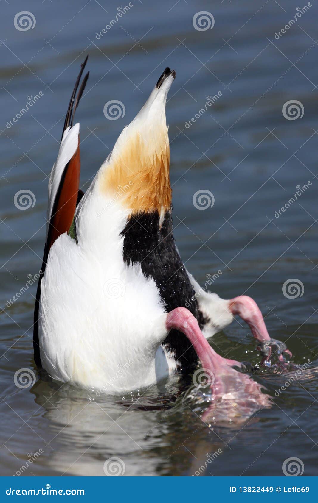 Duck diving in water stock image. Image of swims, swimming - 13822449