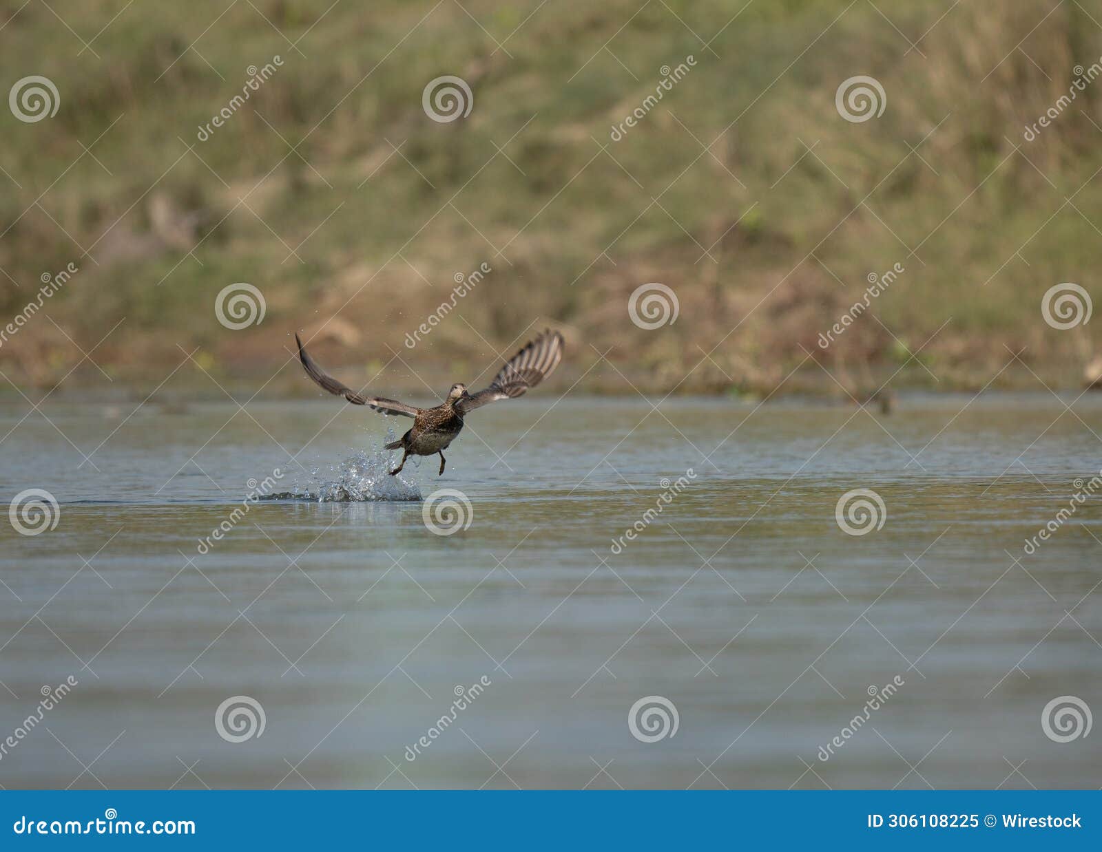 Duck Diving into the Water in Pursuit of a Fish. Stock Image - Image of ...
