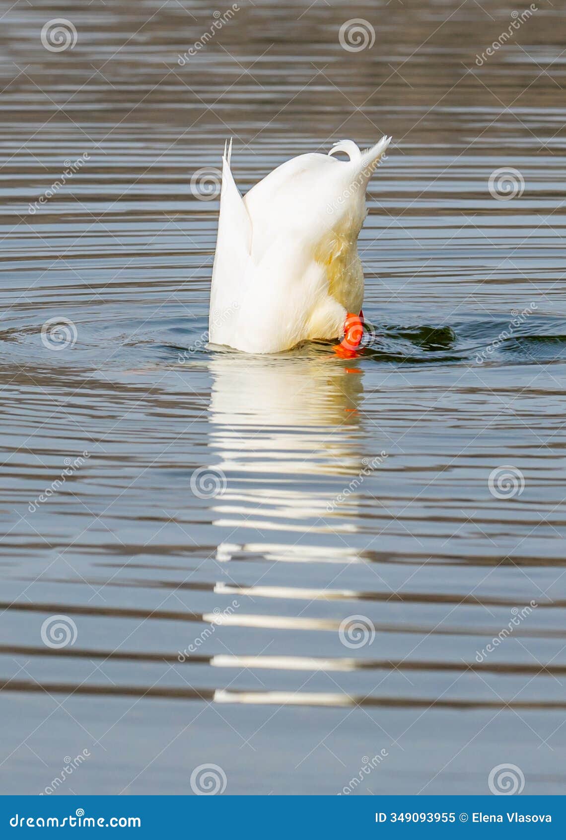 A duck diving in a water stock image. Image of reflection - 349093955