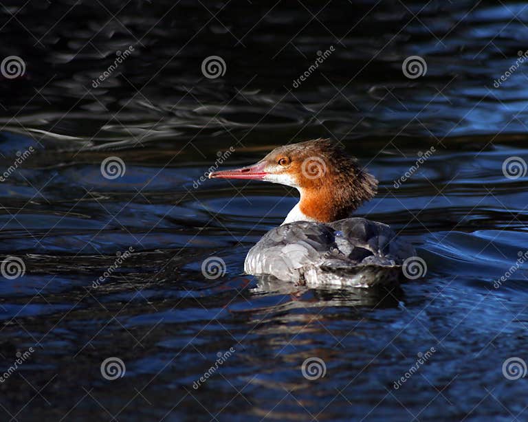 Duck with a Do! stock photo. Image of lake, pond, fish - 1481396