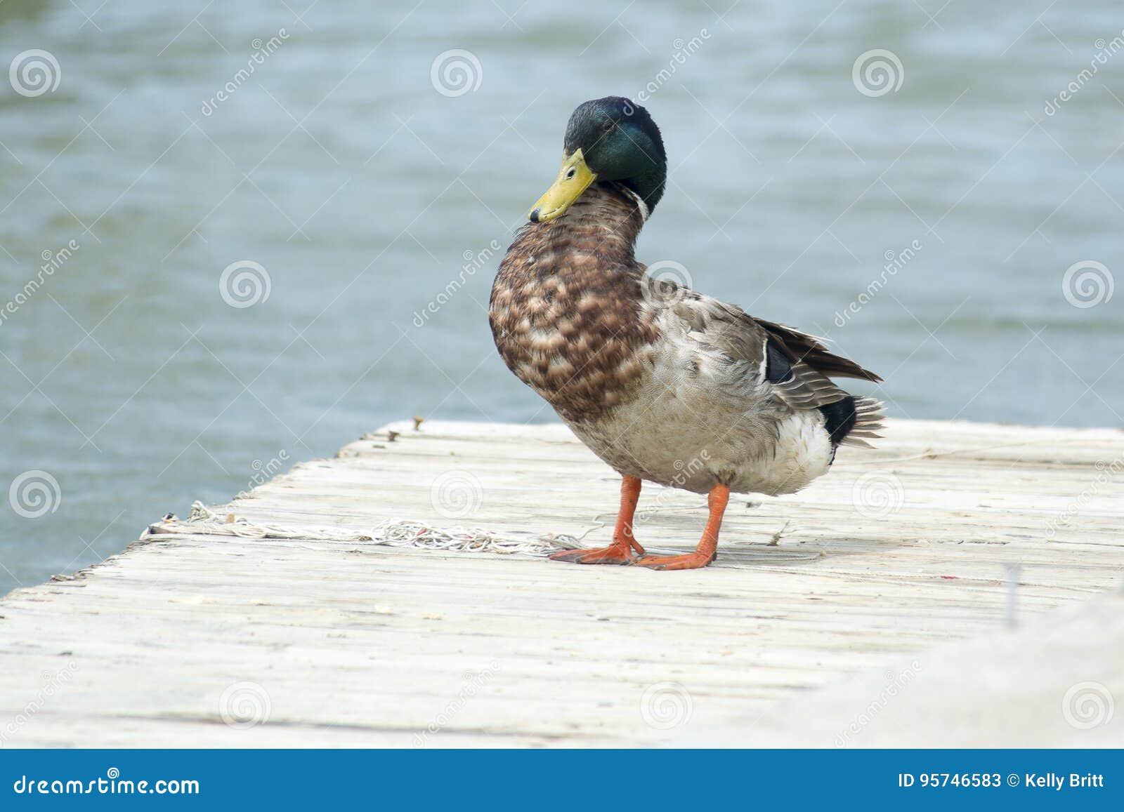 Duck on a dock stock image. Image of duck, sunning, adult - 95746583