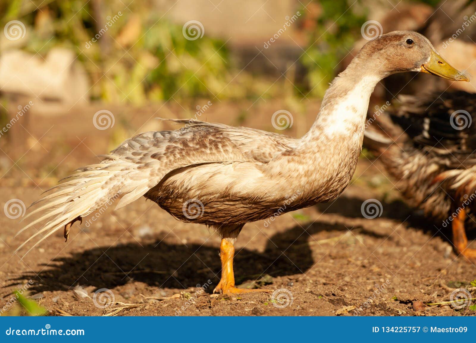 Duck doing stretching stock image. Image of bird, beak - 134225757