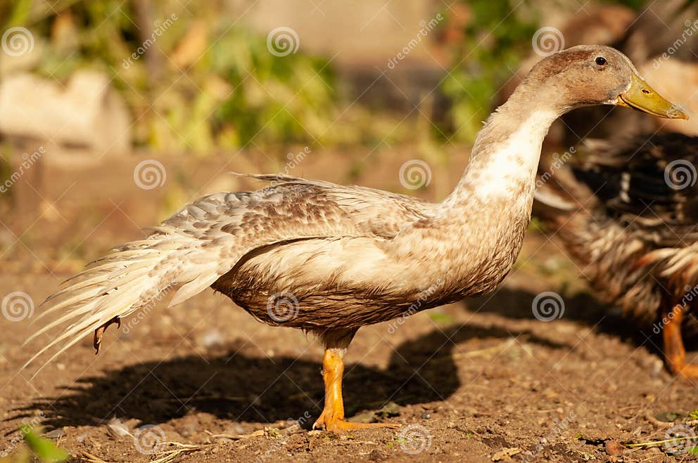 Duck doing stretching stock image. Image of bird, beak - 134225757