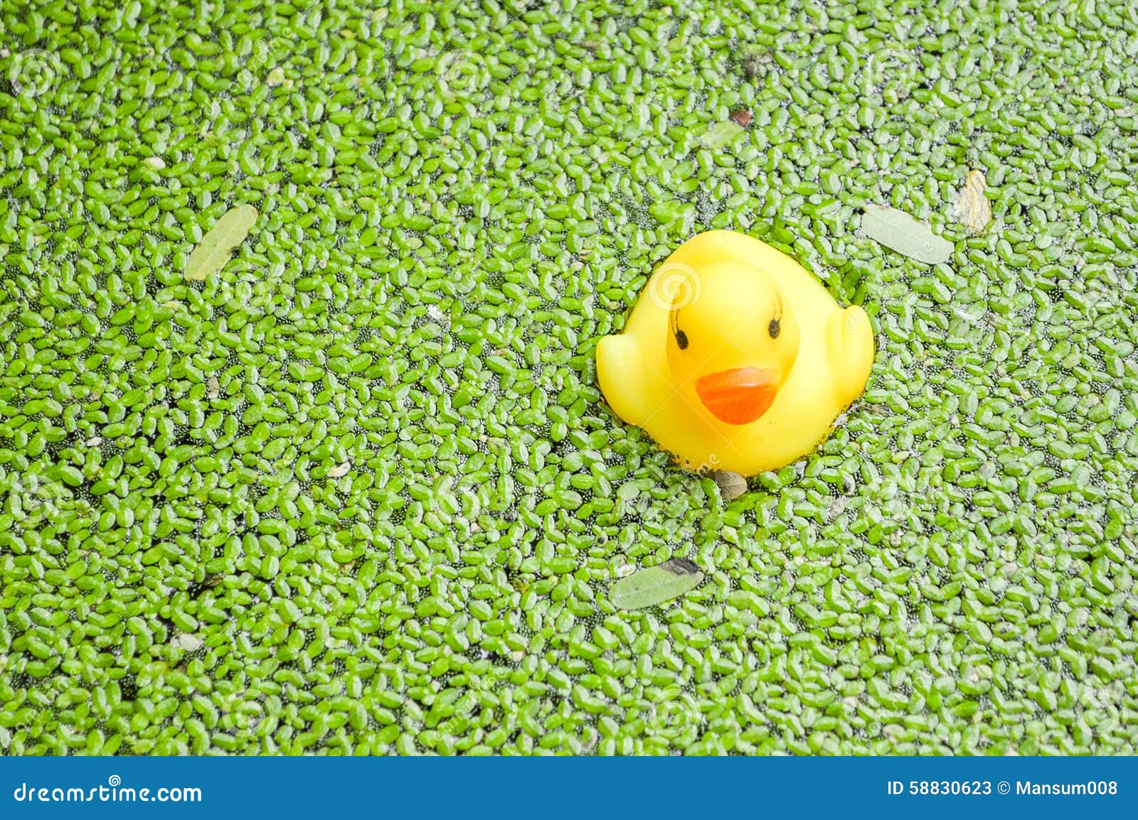 Duckweed And Plastic, Tin, Rubber Garbage In The River. The Concept Of ...