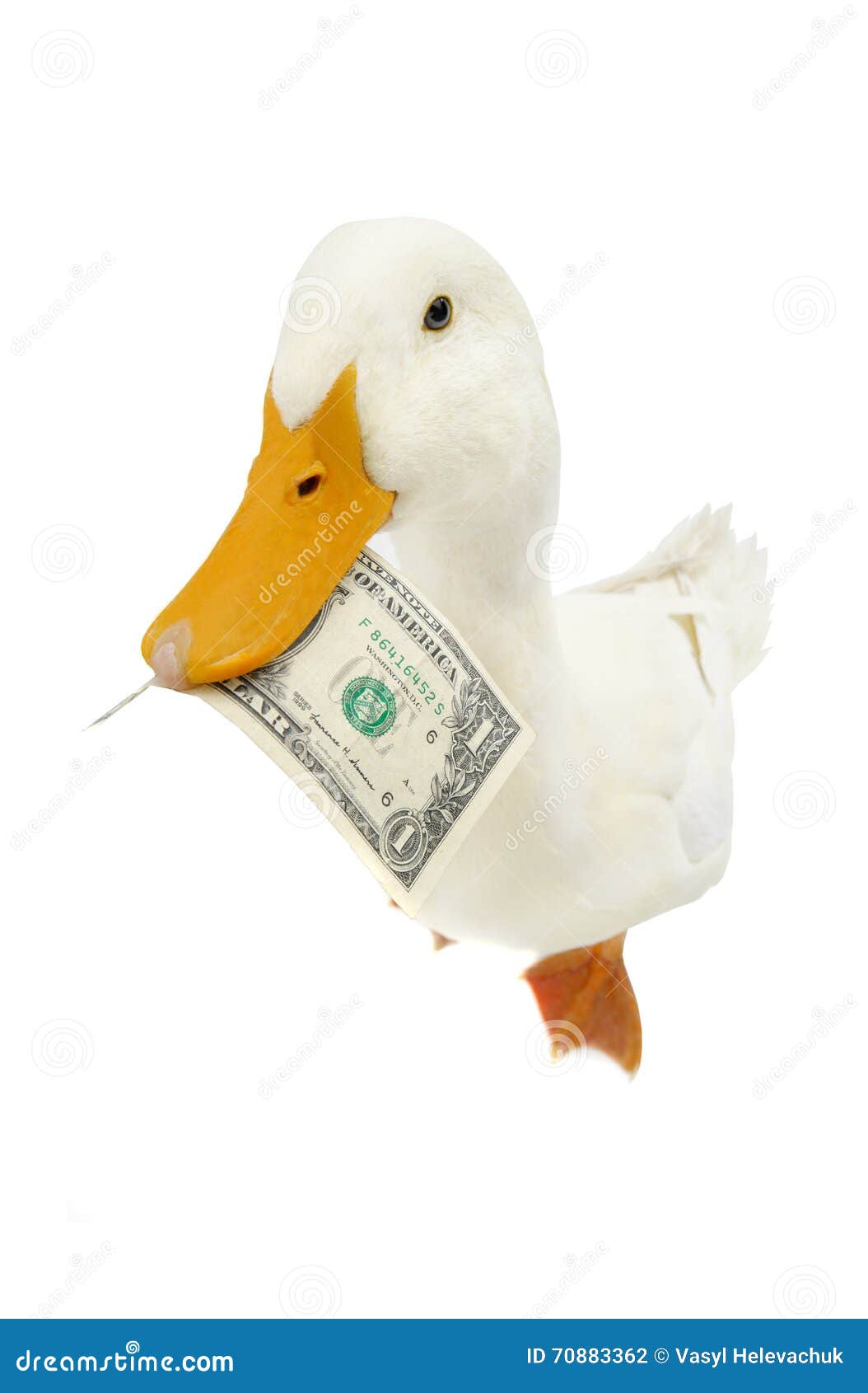 Duck stock photo. Image of wild, wildlife, money, nature - 70883362