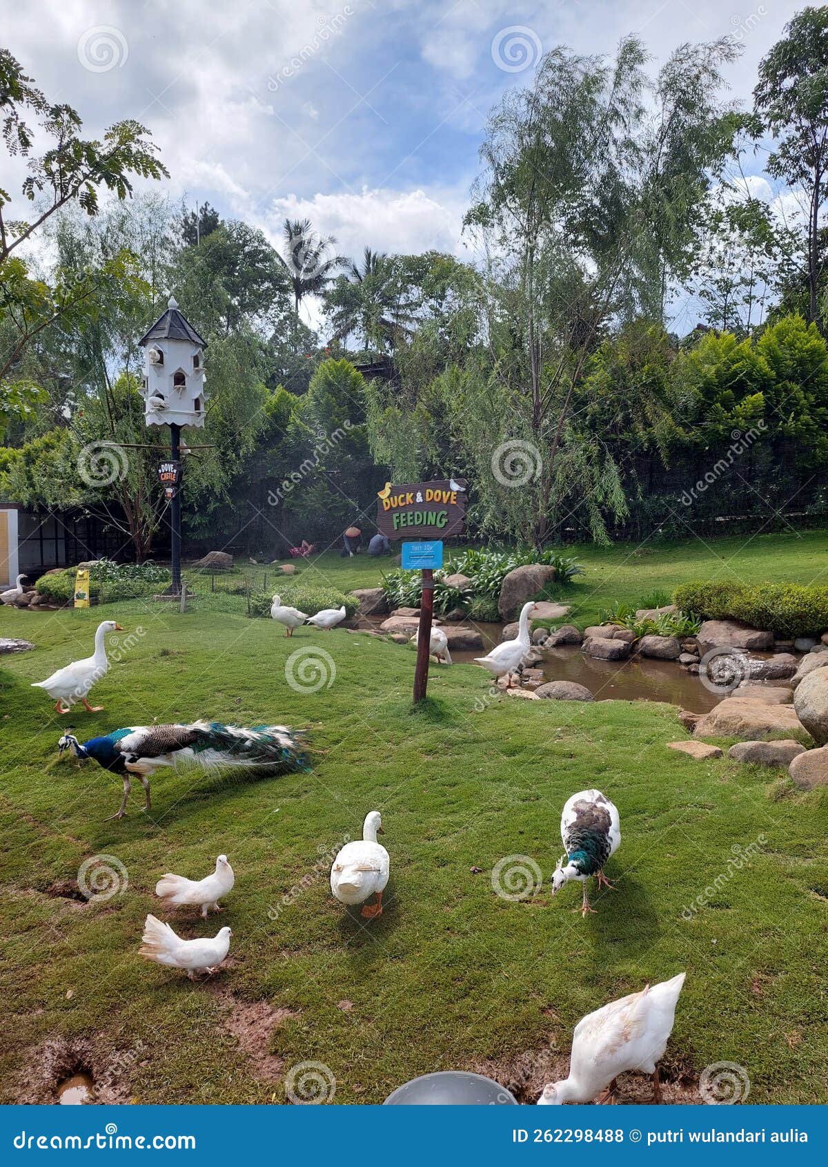 Duck and dove feeding stock photo. Image of merak, duck - 262298488