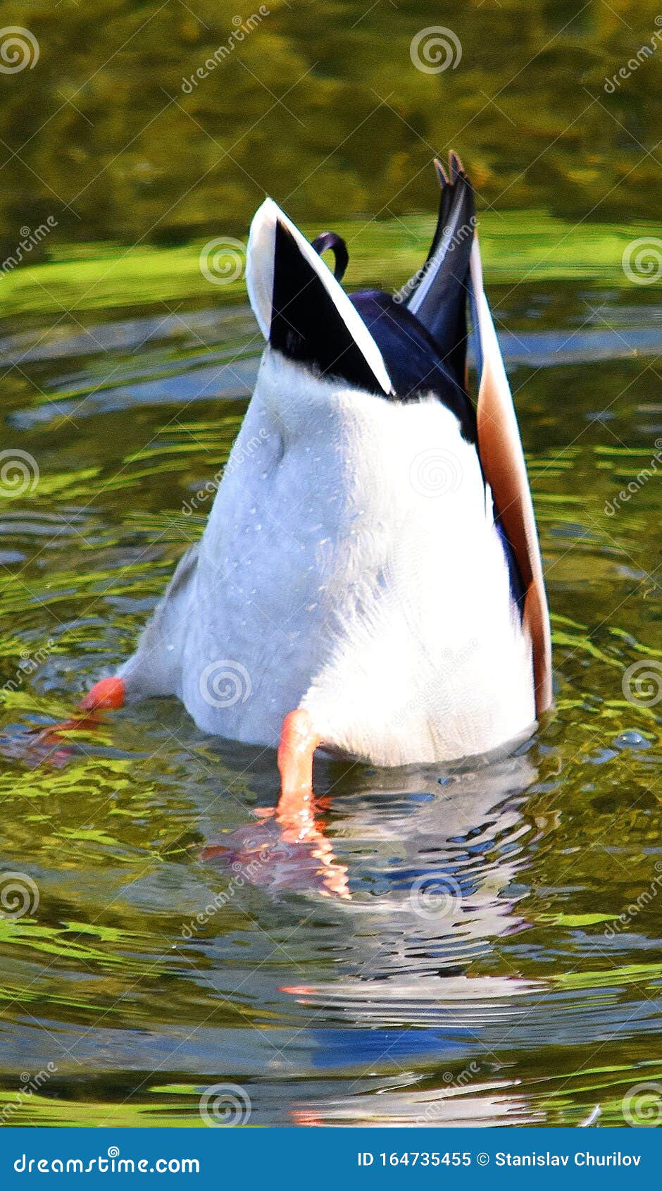 Duck Down Dive Bird Water Reflection Stock Image - Image of reflection ...