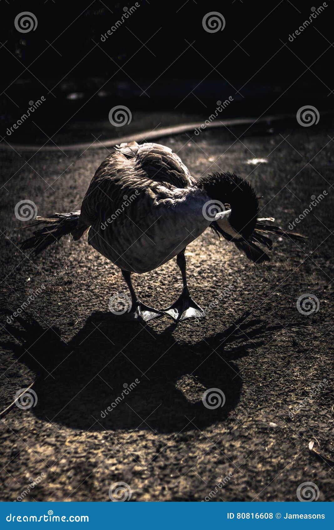 Duck down stock photo. Image of bird, farm, duck, pruning - 80816608
