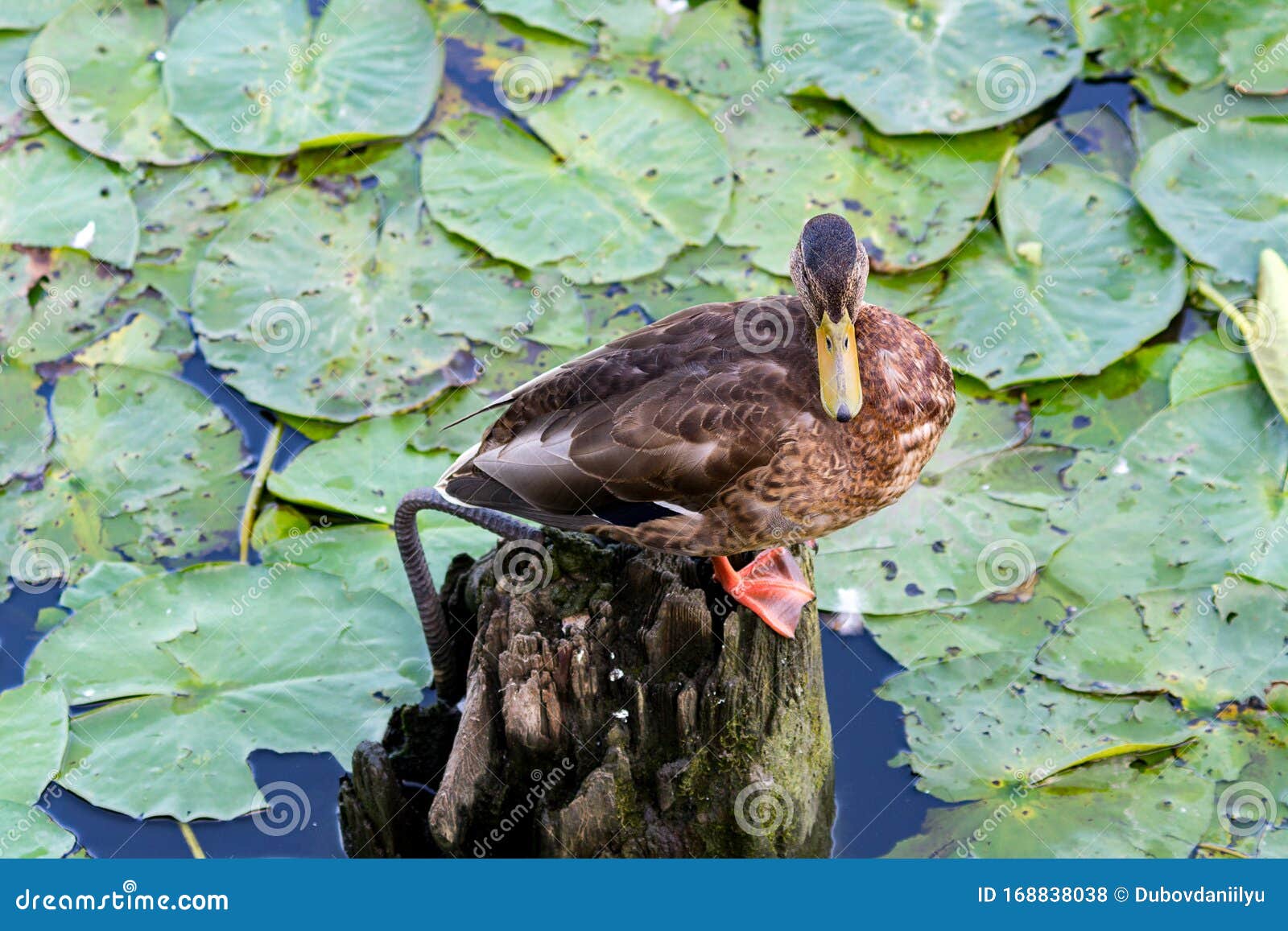 Duck Drake Cleaning Feathers Stock Photo - Image of beak, life: 168838038