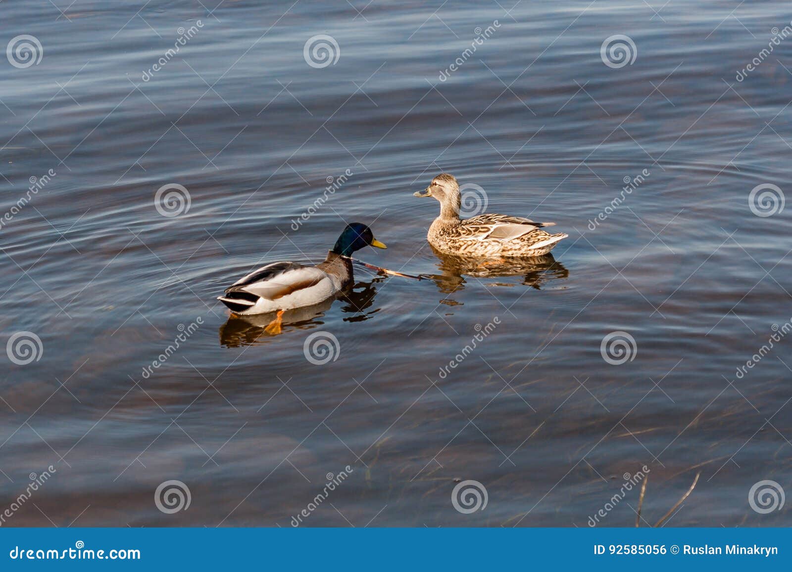 Duck and Drake Float on the Water Stock Photo - Image of feather ...