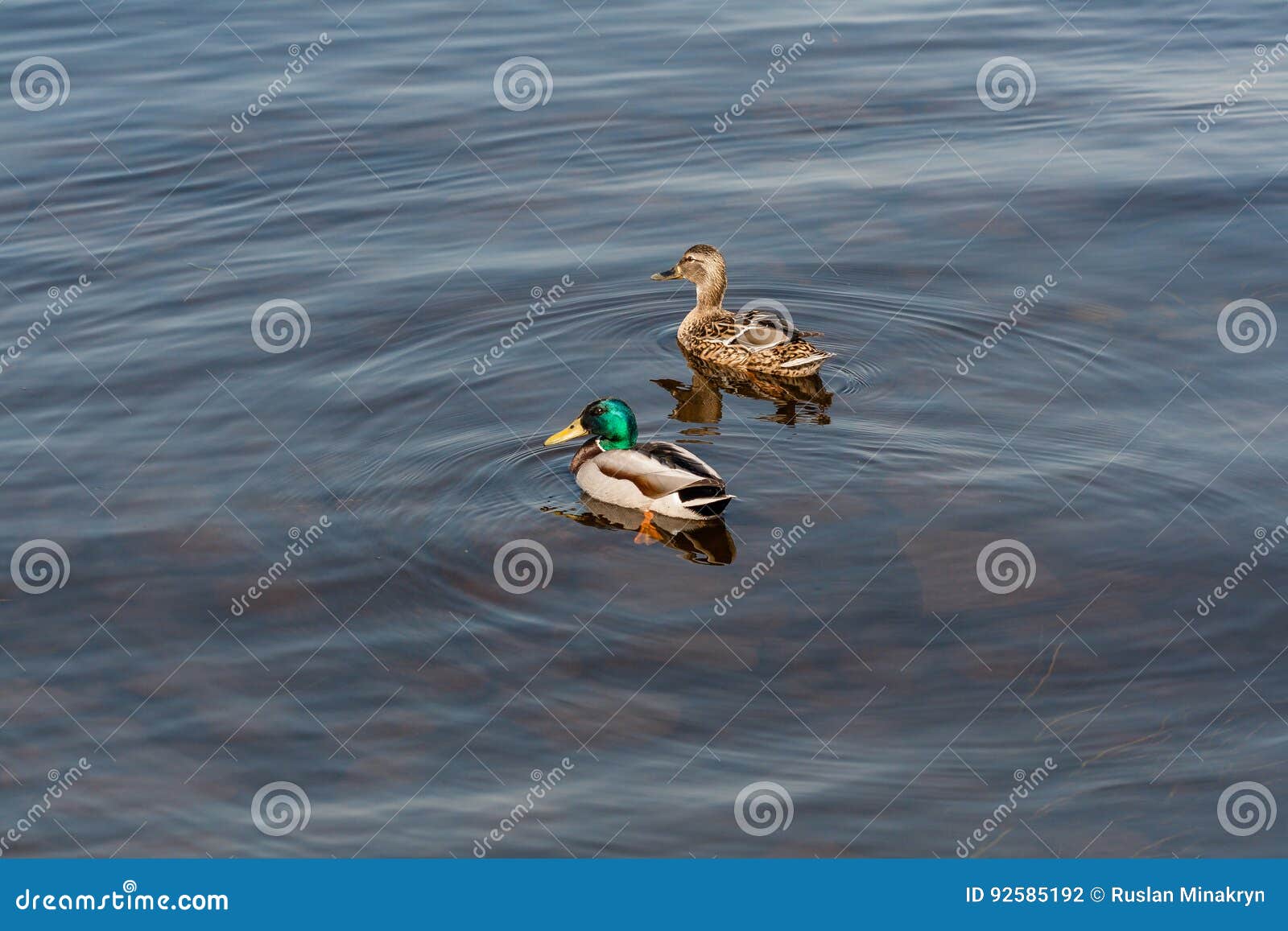 Duck and Drake Float on the Water Stock Photo - Image of mallard, beak ...