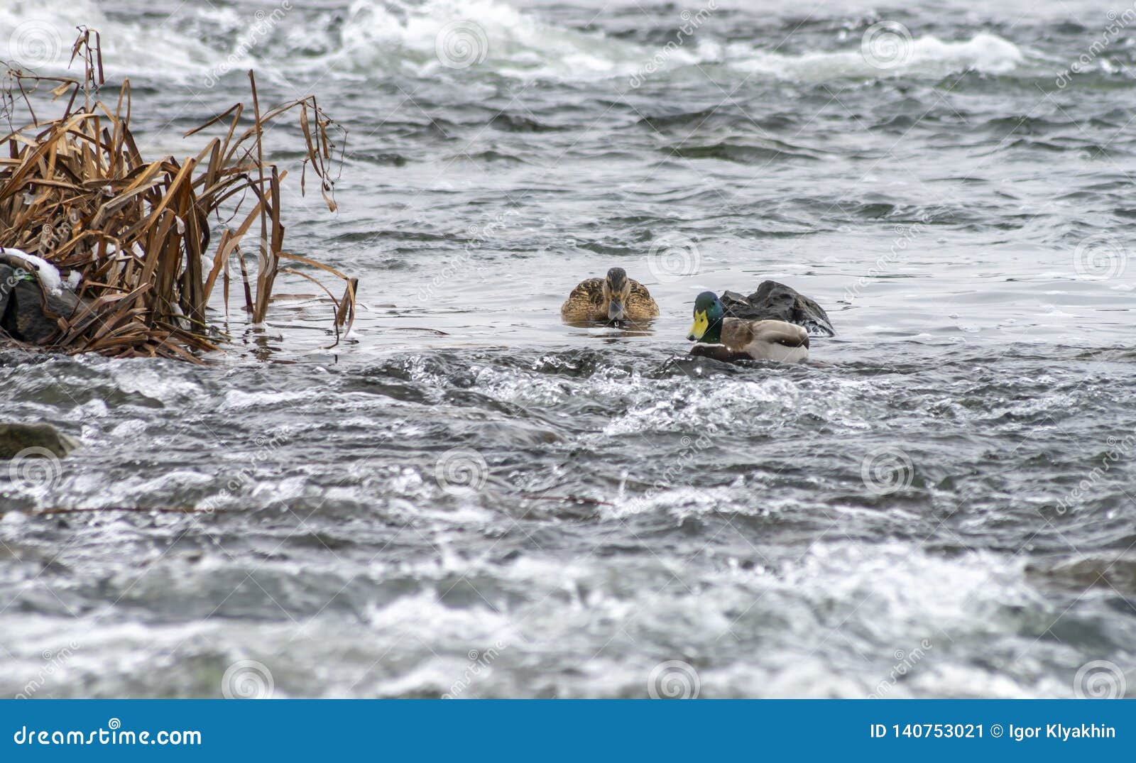 Duck and Drake are Swimming in a Raging River Stock Image - Image of ...