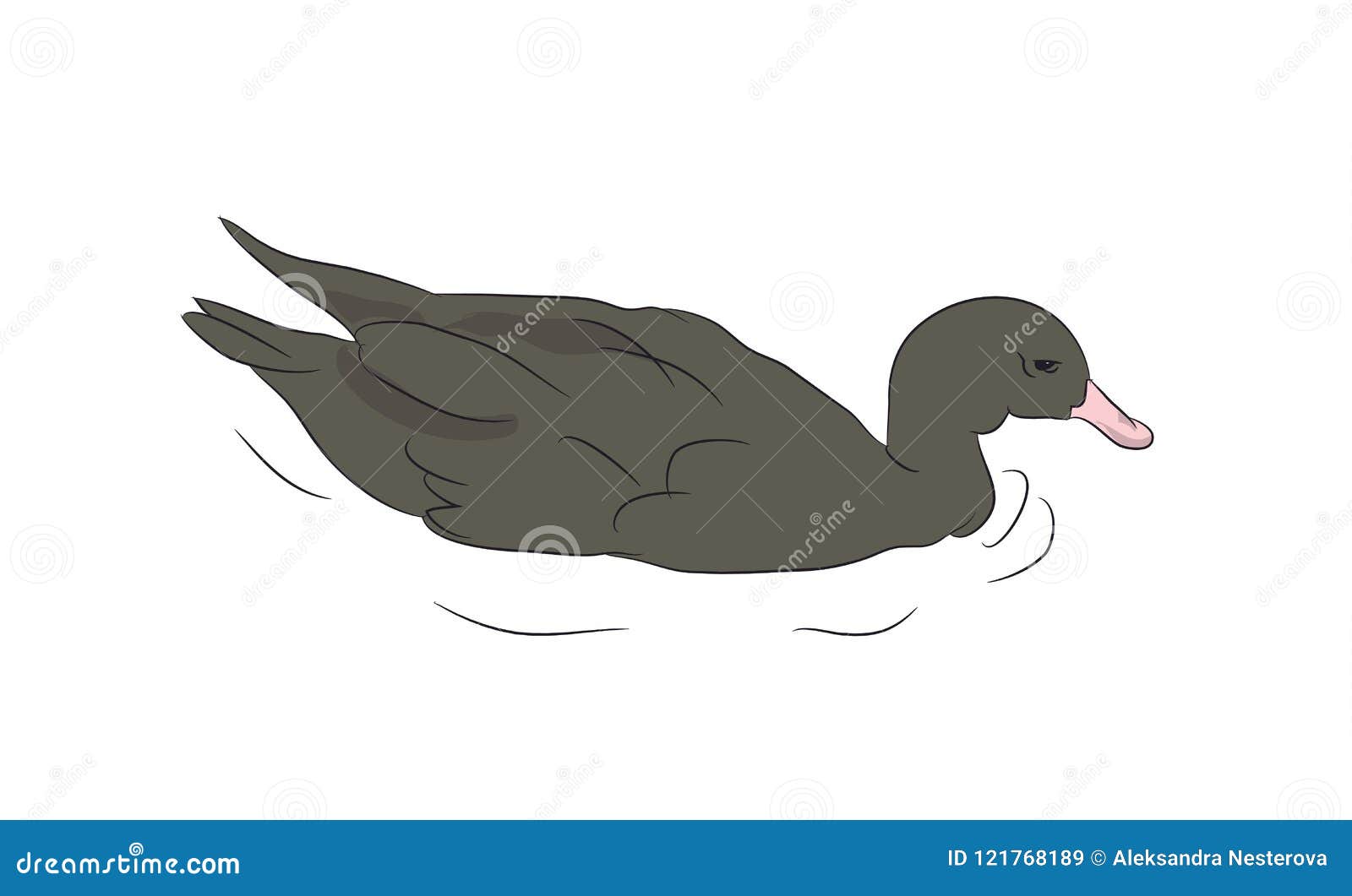 Duck Drake Cartoon Illustration | CartoonDealer.com #57345043