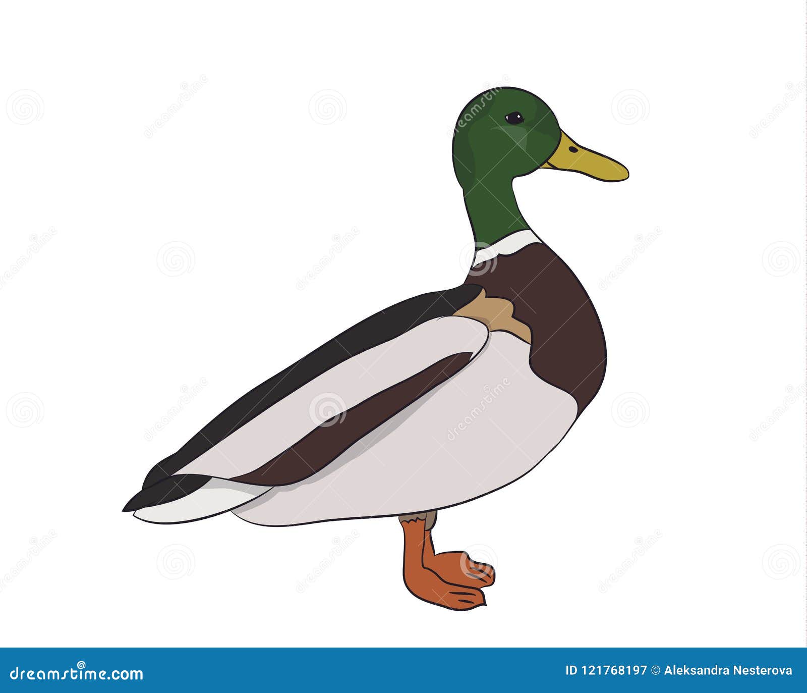 Duck Drake Cartoon Royalty-Free Illustration | CartoonDealer.com #69378675