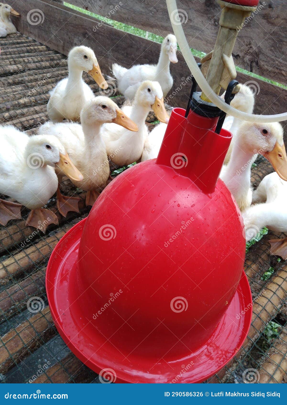 The duck is drinking stock photo. Image of food, wing - 290586326