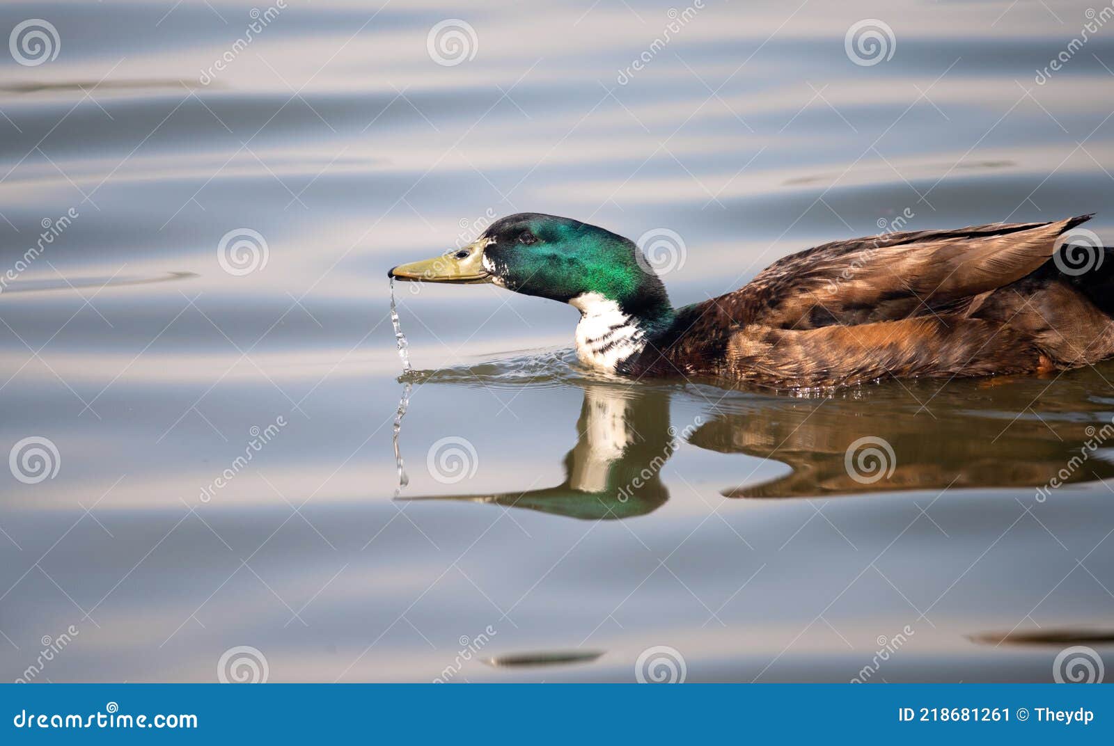 Duck drinking stock image. Image of ripples, beak, green - 218681261