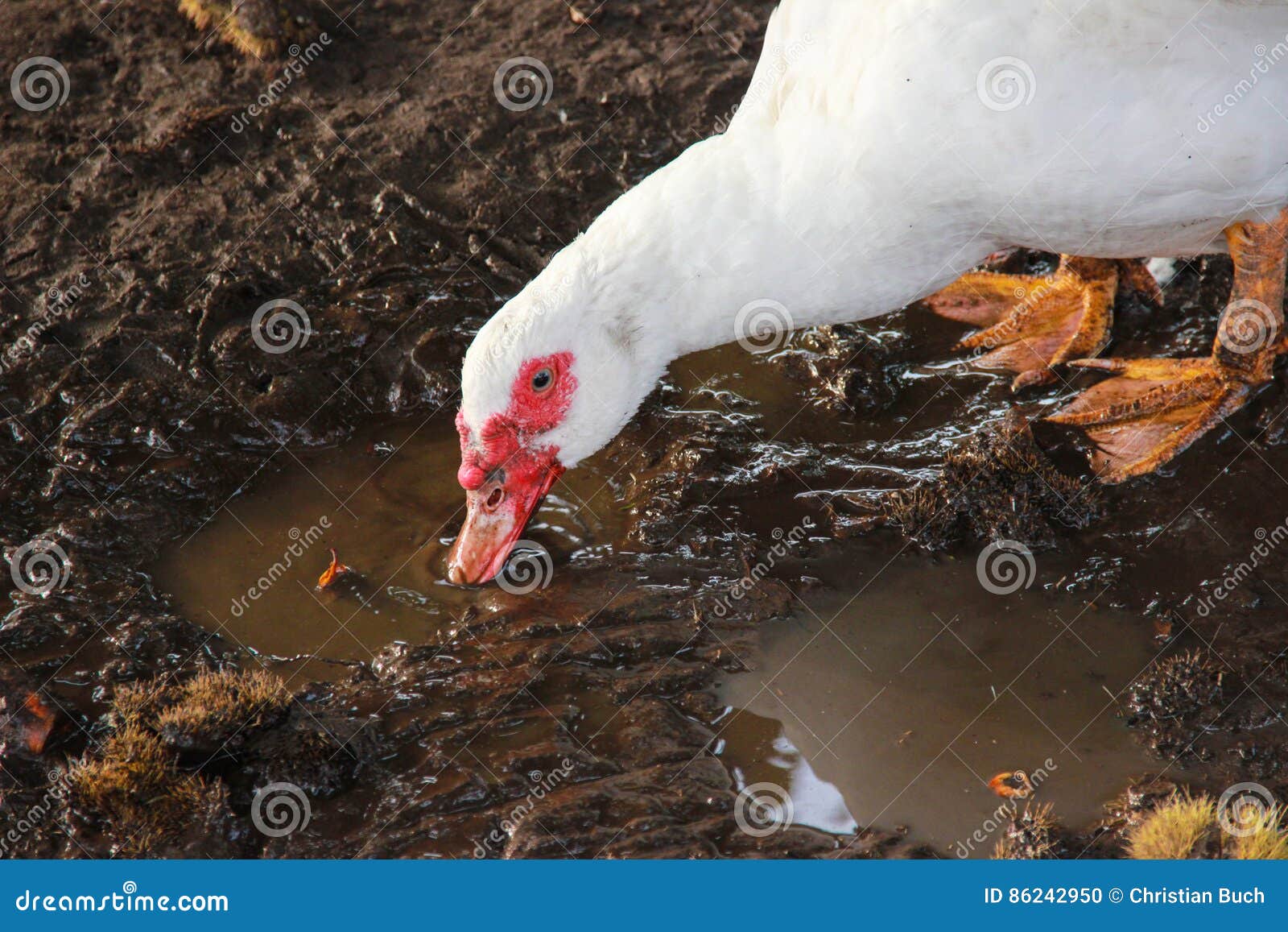 Duck Drinking from a Puddle Stock Photo - Image of park, outdoor: 86242950
