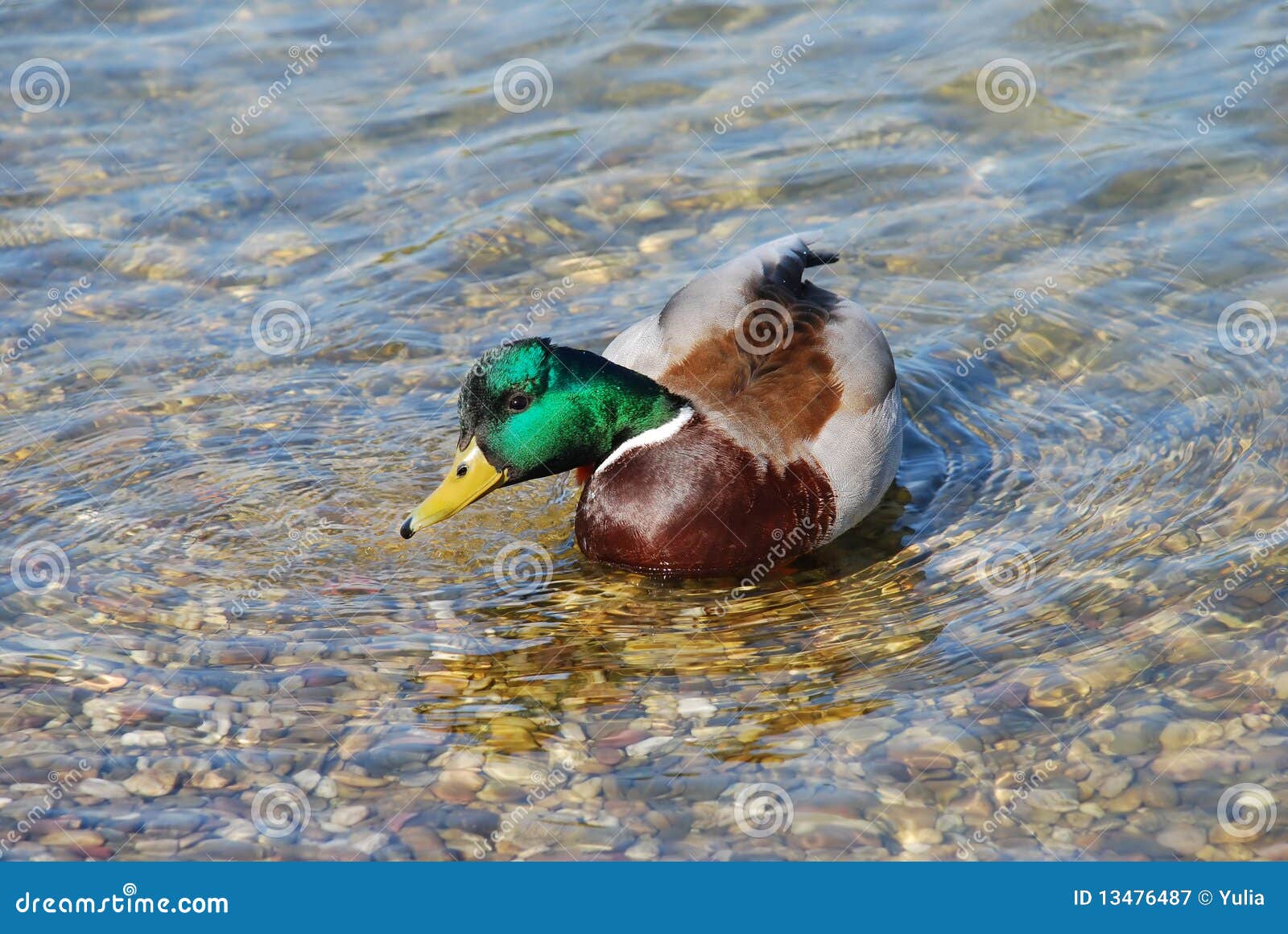 Duck drinking water stock image. Image of feather, bright - 13476487