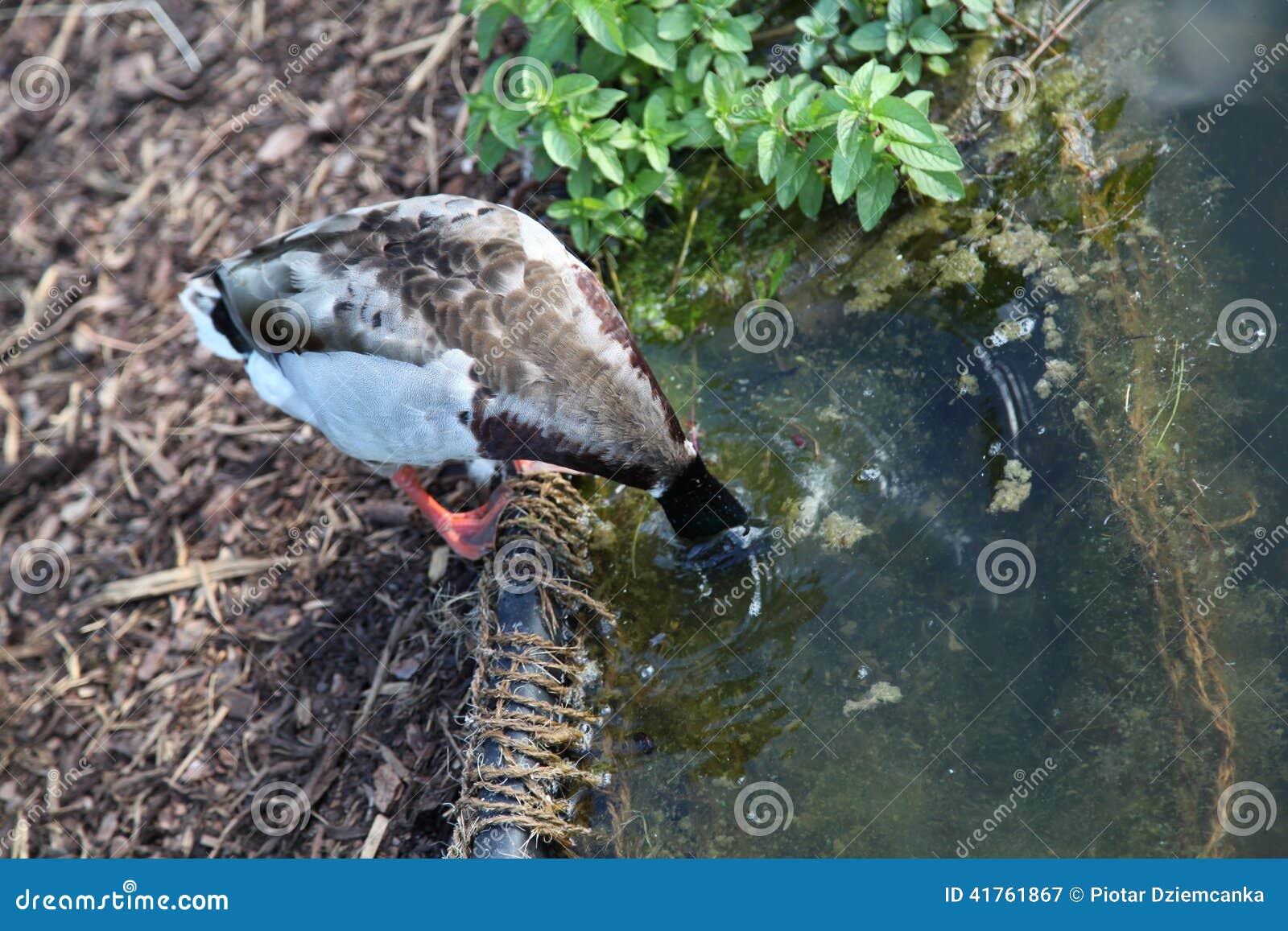 Duck drinking water stock image. Image of hunting, male - 41761867