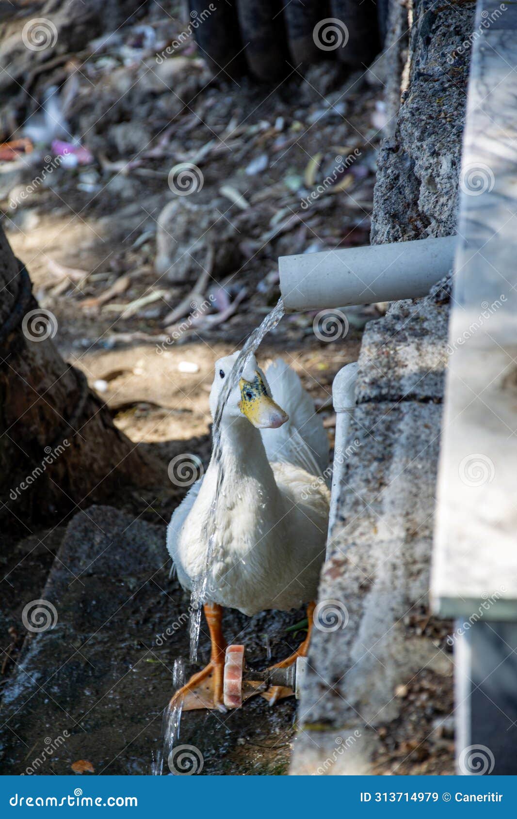 Duck Drinking Water from a Fountain in the Park. Duck Drinking Water ...