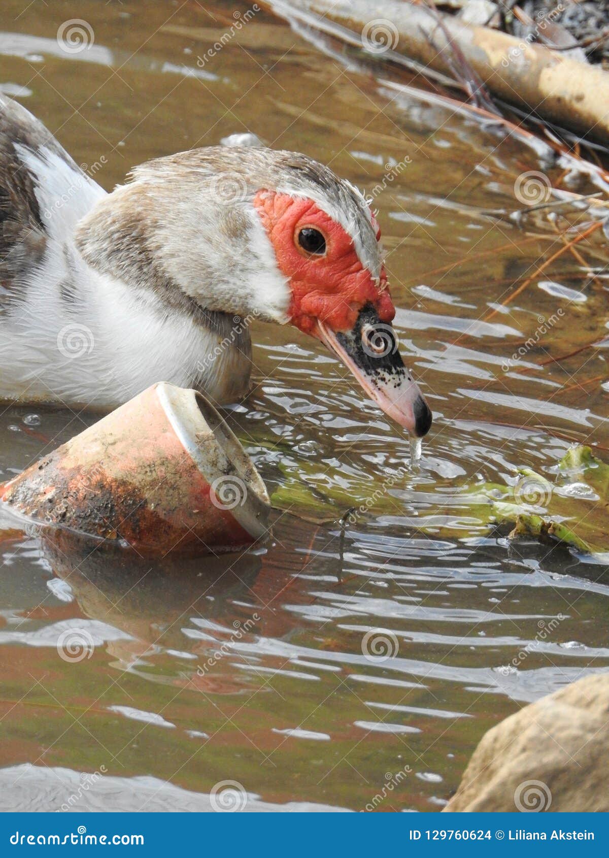 Duck Drinking Water in a Polluted Lake Stock Photo - Image of duck ...