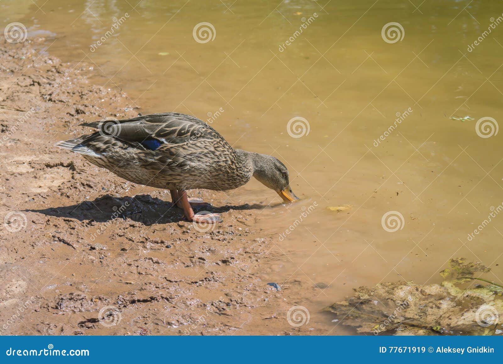 Duck Drinking Water on the Shore Stock Image - Image of natural, clear ...