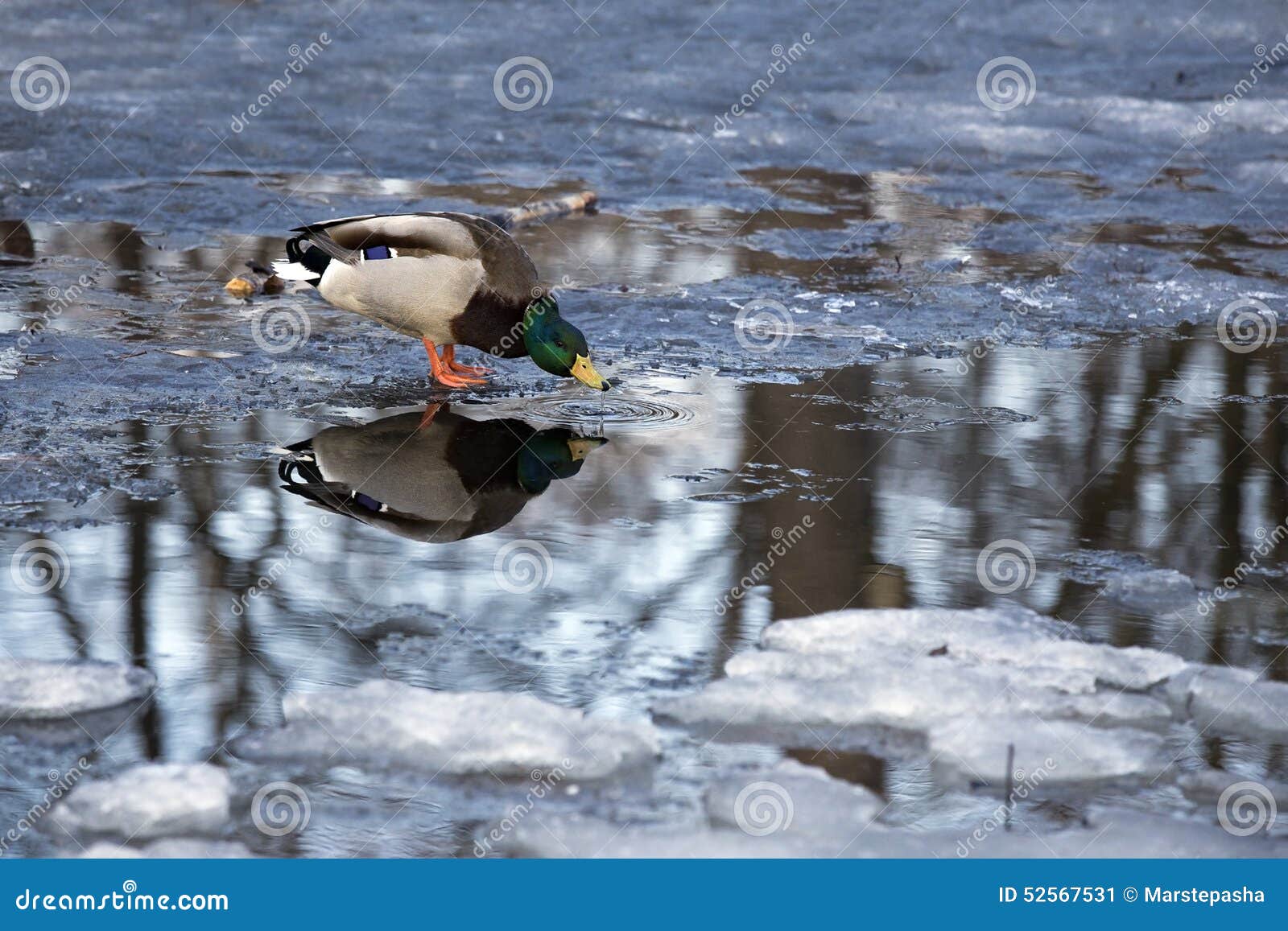 Duck drinking water stock image. Image of drinking, nature - 52567531