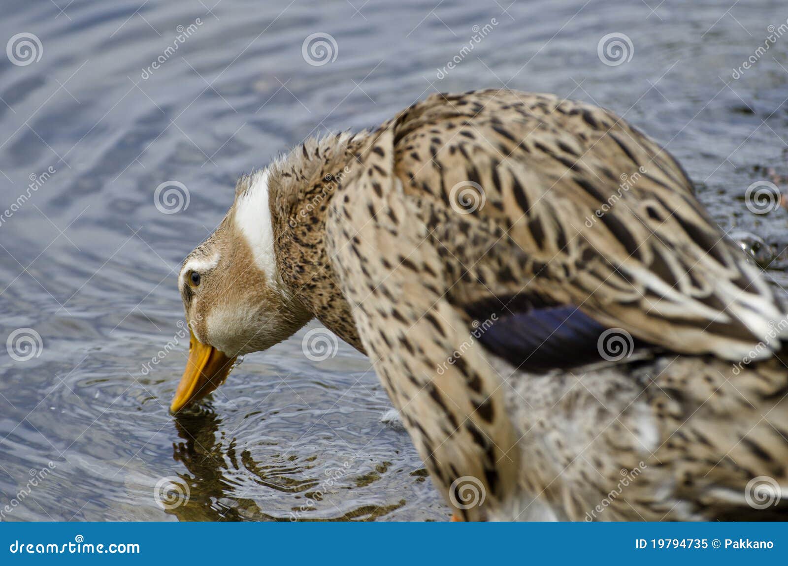 Duck drinks water stock image. Image of water, rock, nose - 19794735