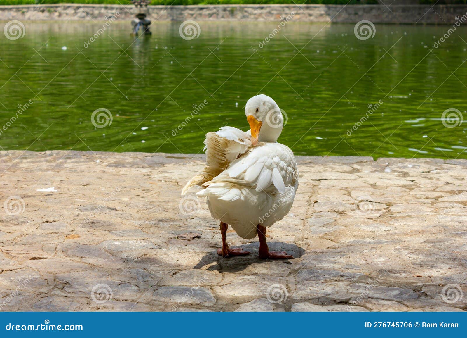 Duck Drying Itself after Coming Out of Water Stock Photo - Image of ...