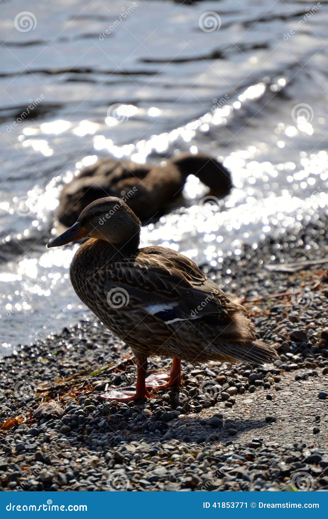 Duck stock image. Image of water, duck, drying, lake - 41853771