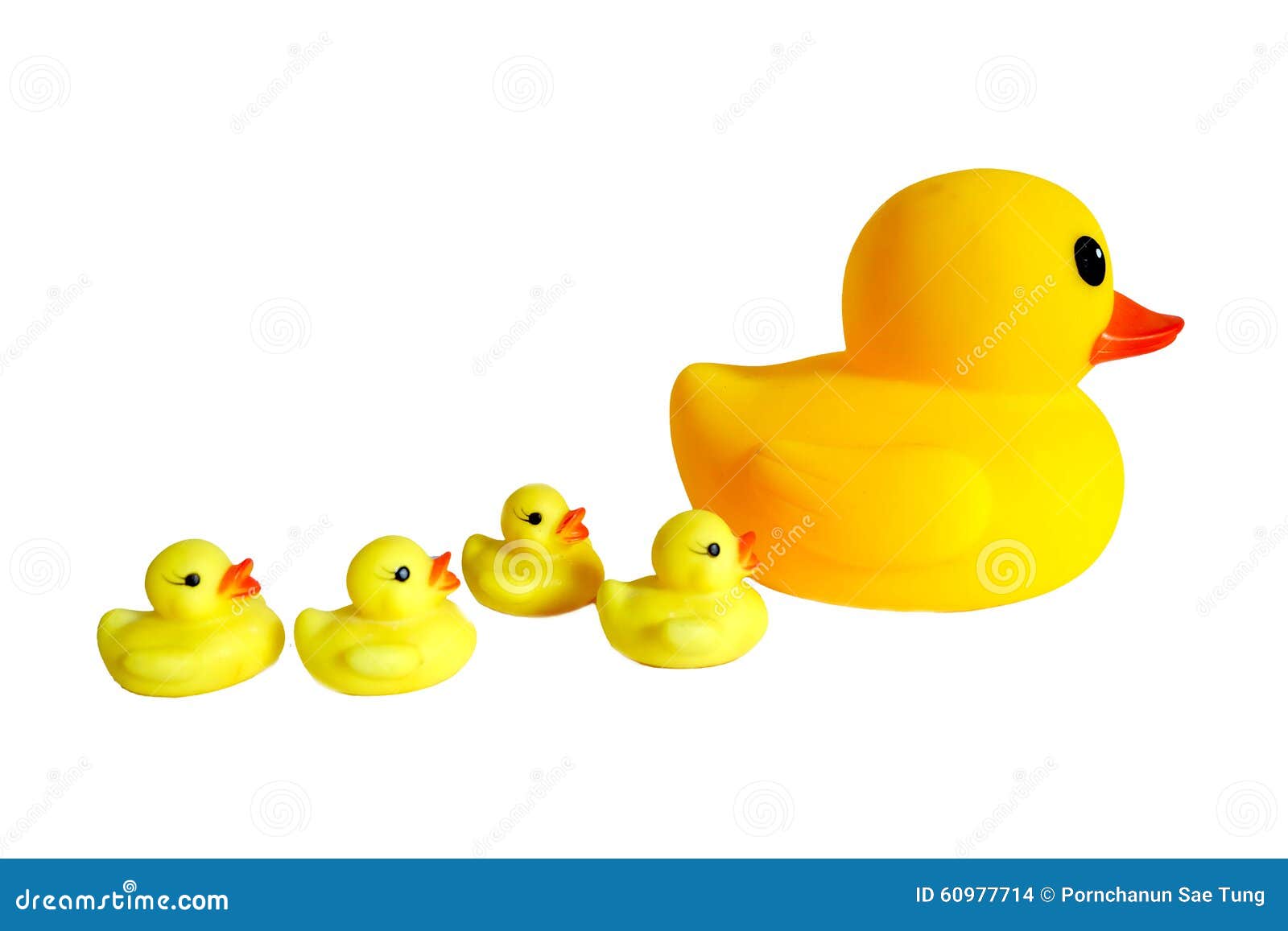 Duck and ducking stock photo. Image of family, loveduck - 60977714