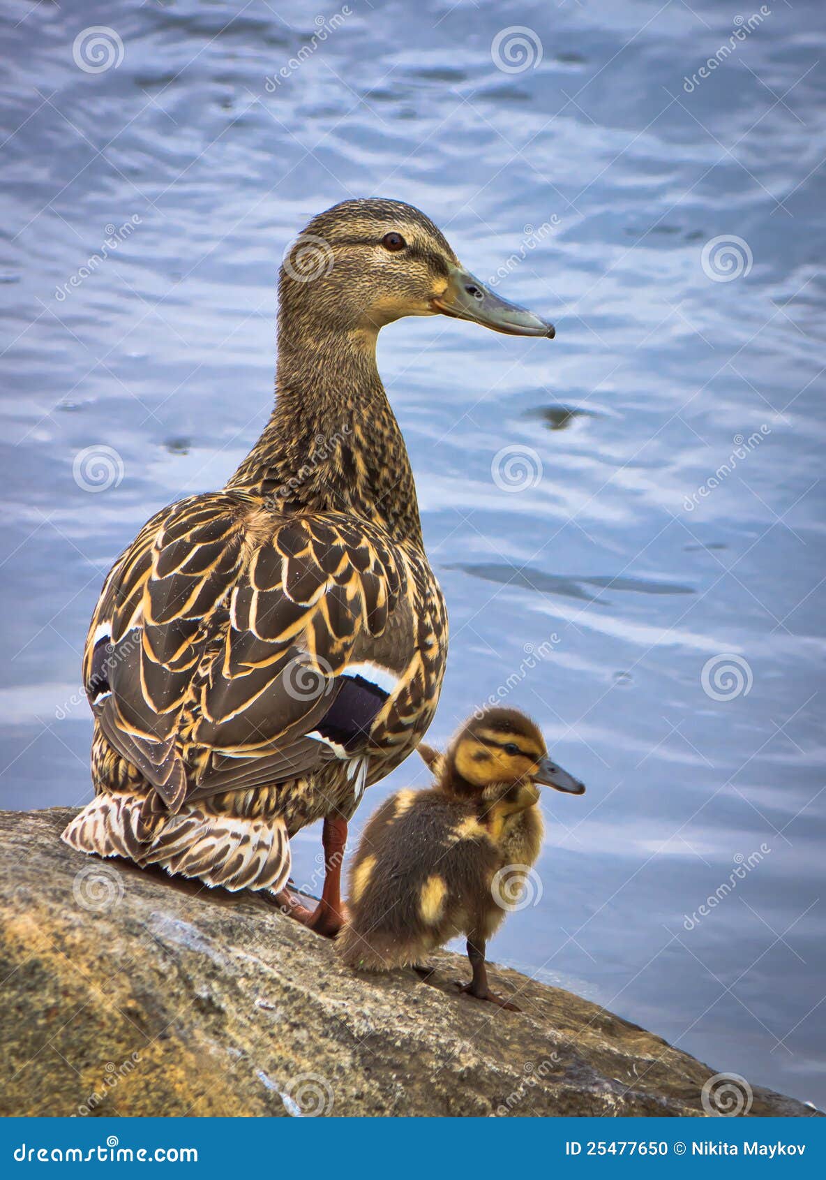 Duck with duckling stock photo. Image of grass, family - 25477650