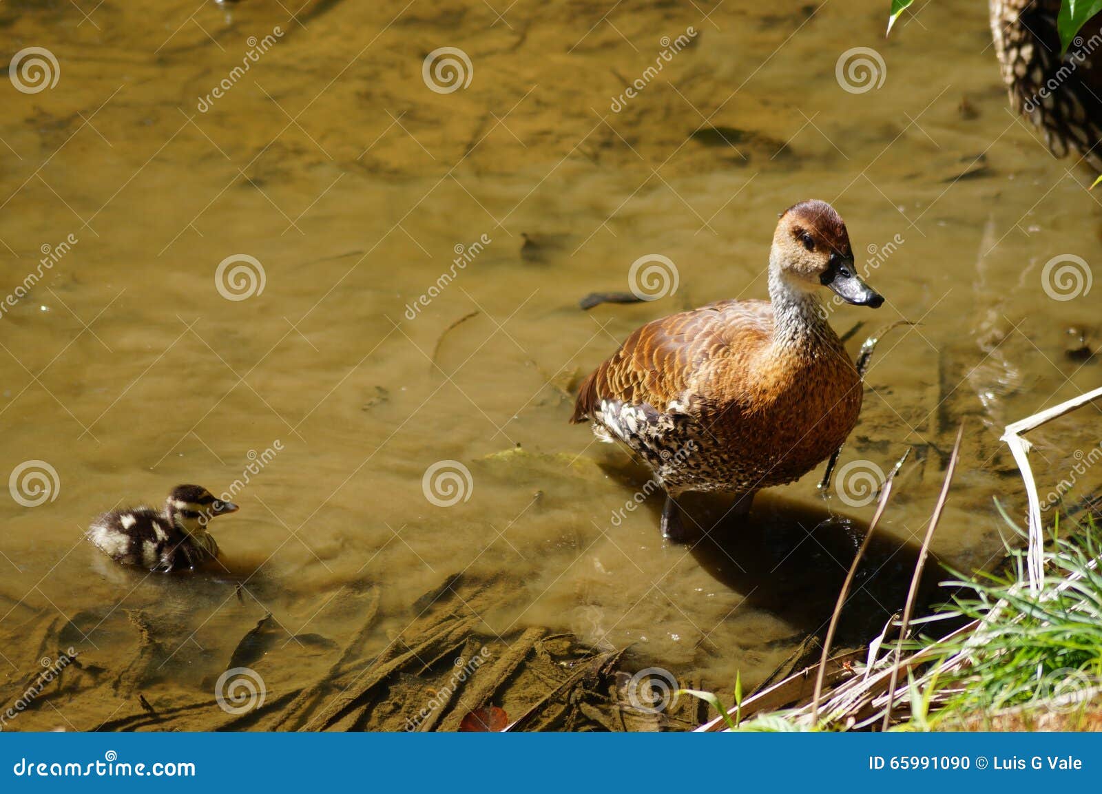 Duck and duckling stock photo. Image of duck, duckling - 65991090