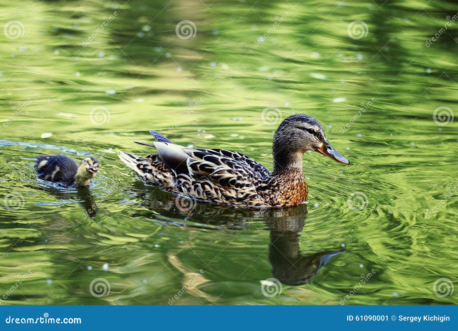 Duck with duckling in pond stock image. Image of pond - 61090001