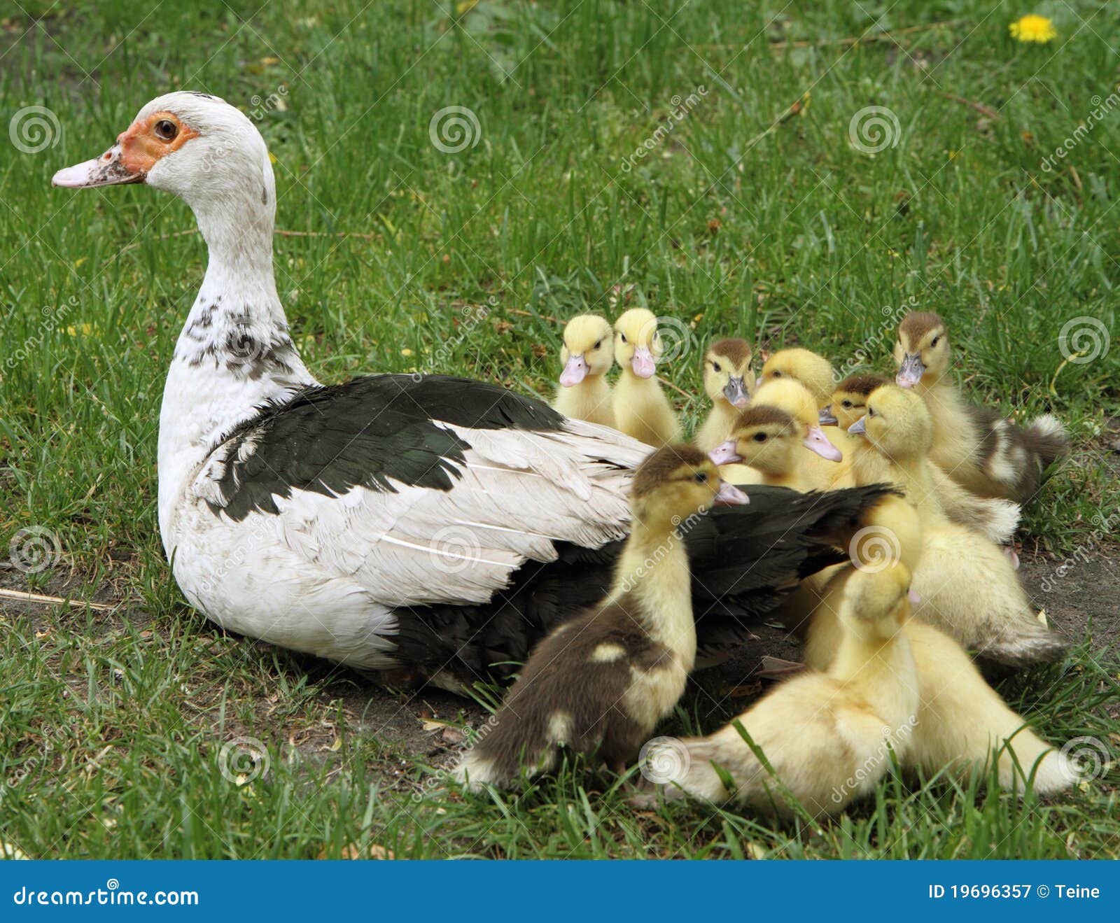Duck And Ducklings Royalty Free Stock Photography - Image: 19696357