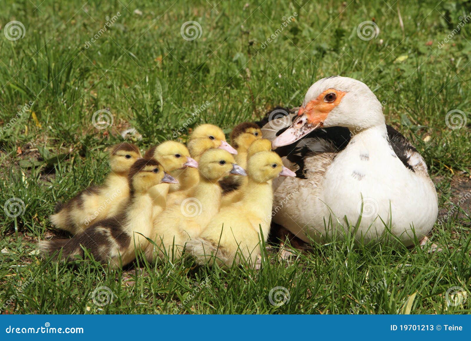 Duck and ducklings stock image. Image of baby, child - 19701213