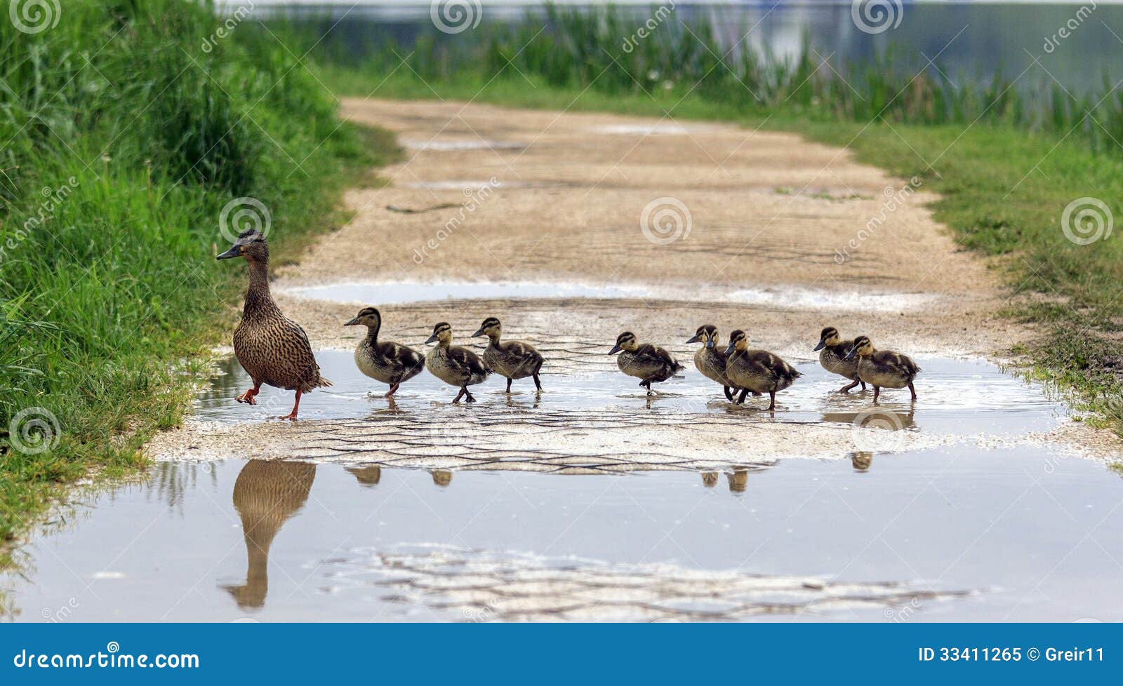 A Duck and Ducklings Crossing a Path Stock Image - Image of mummy ...