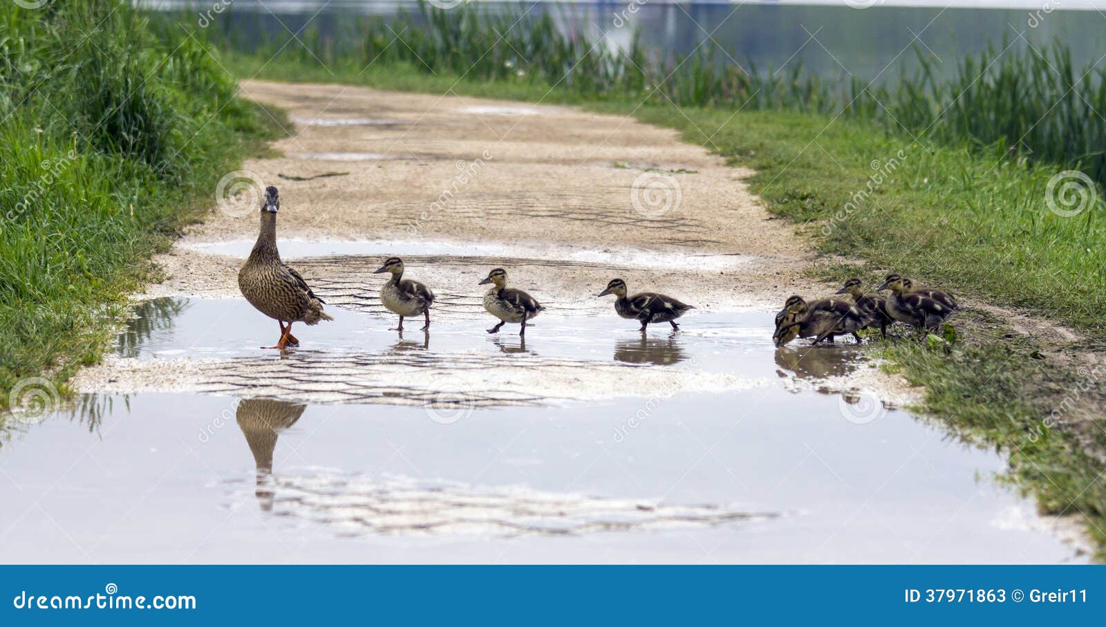 Duck and with Ducklings Crossing a Path Stock Image - Image of ...