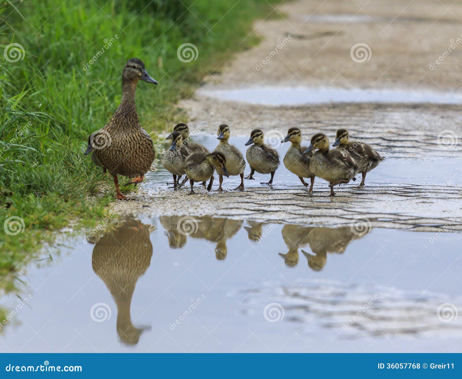 Duck and with Ducklings Crossing a Path Stock Photo - Image of mother ...