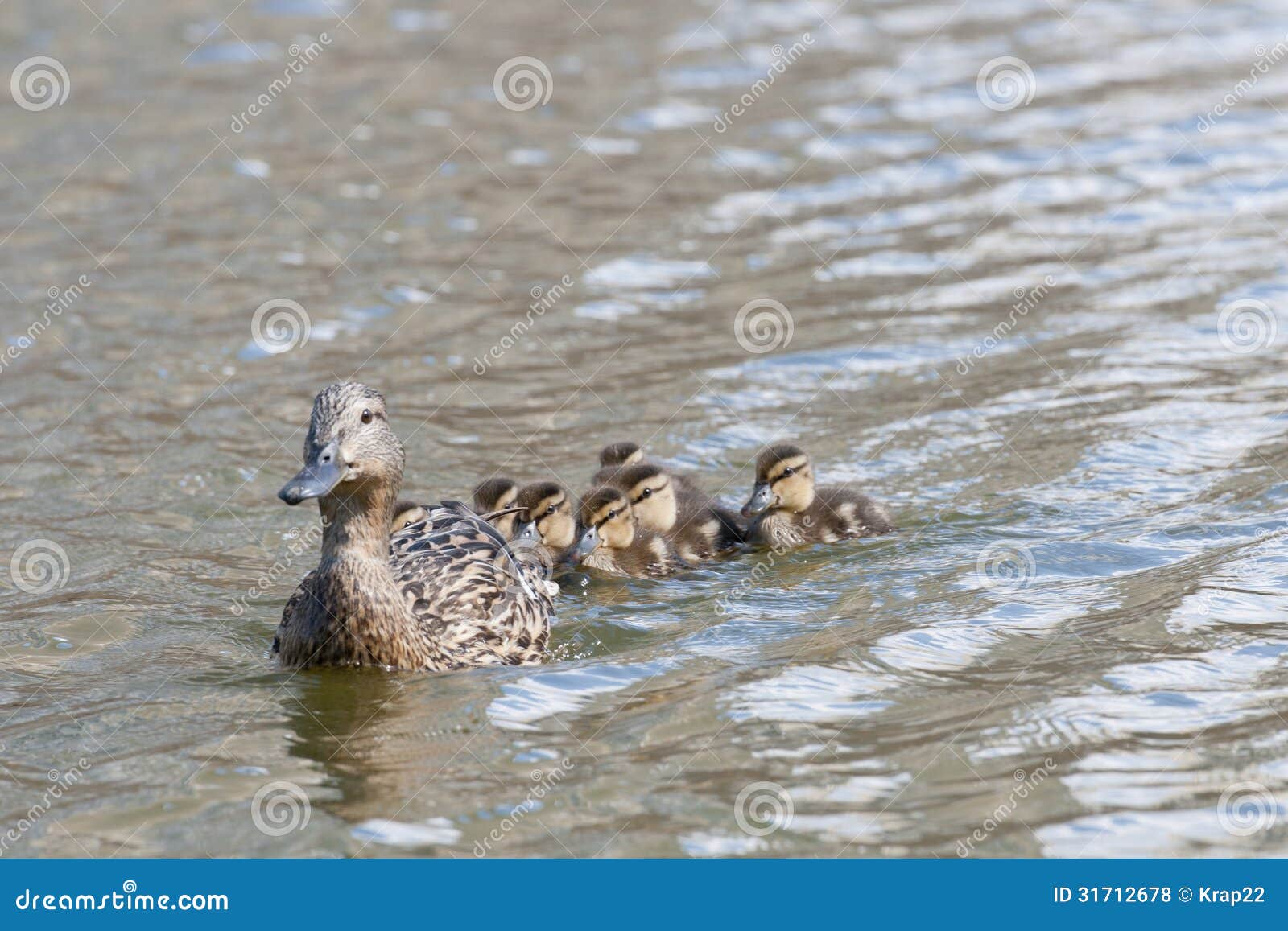 Duck with ducklings stock photo. Image of litter, pond - 31712678