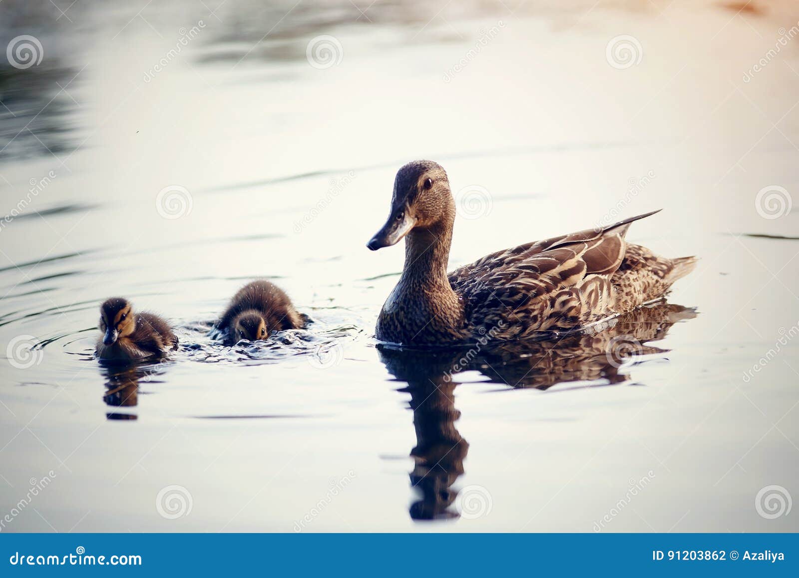 Duck with Ducklings Float in the River Stock Photo - Image of water ...