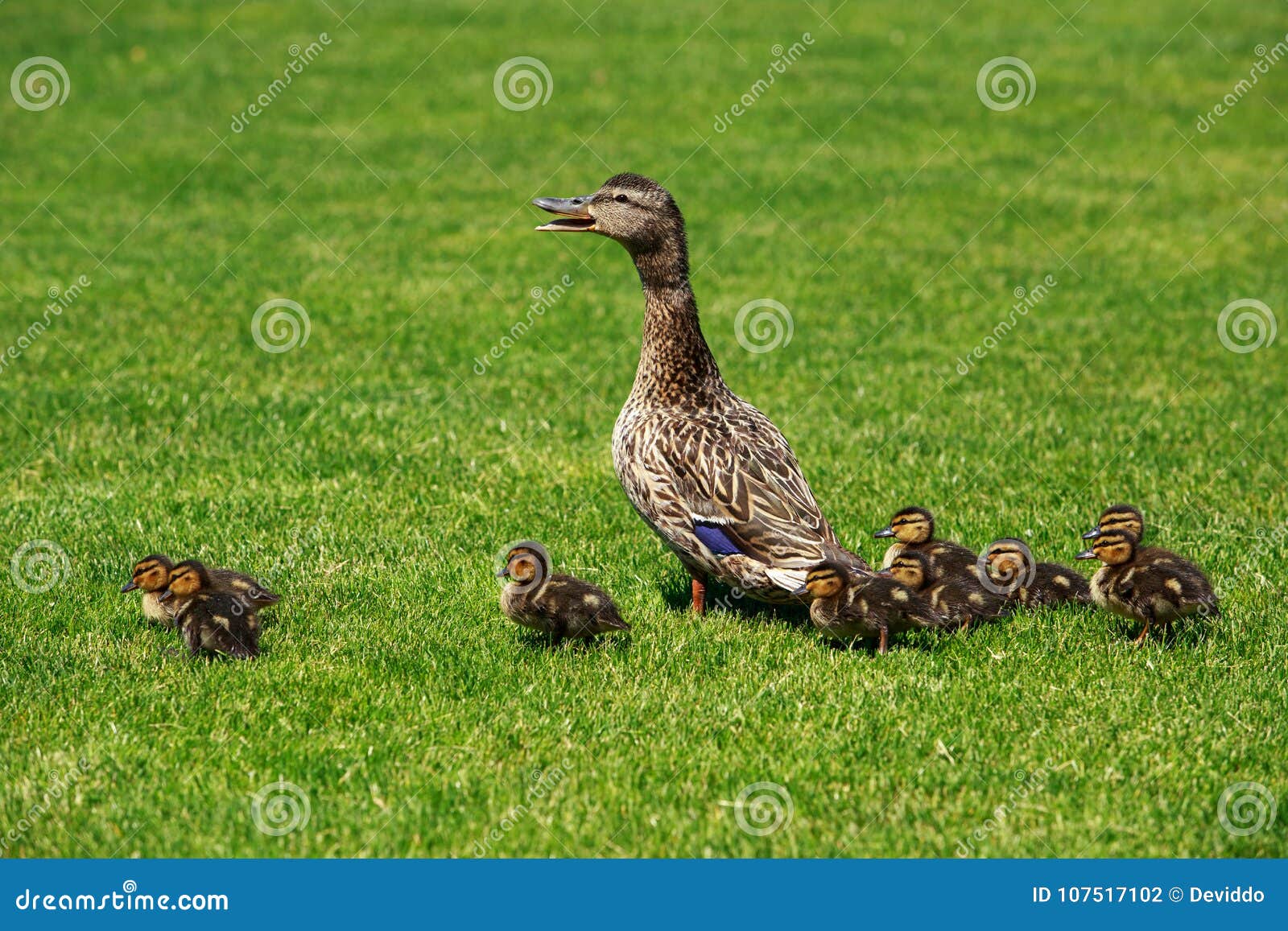 Duck with ducklings stock photo. Image of avian, water - 107517102