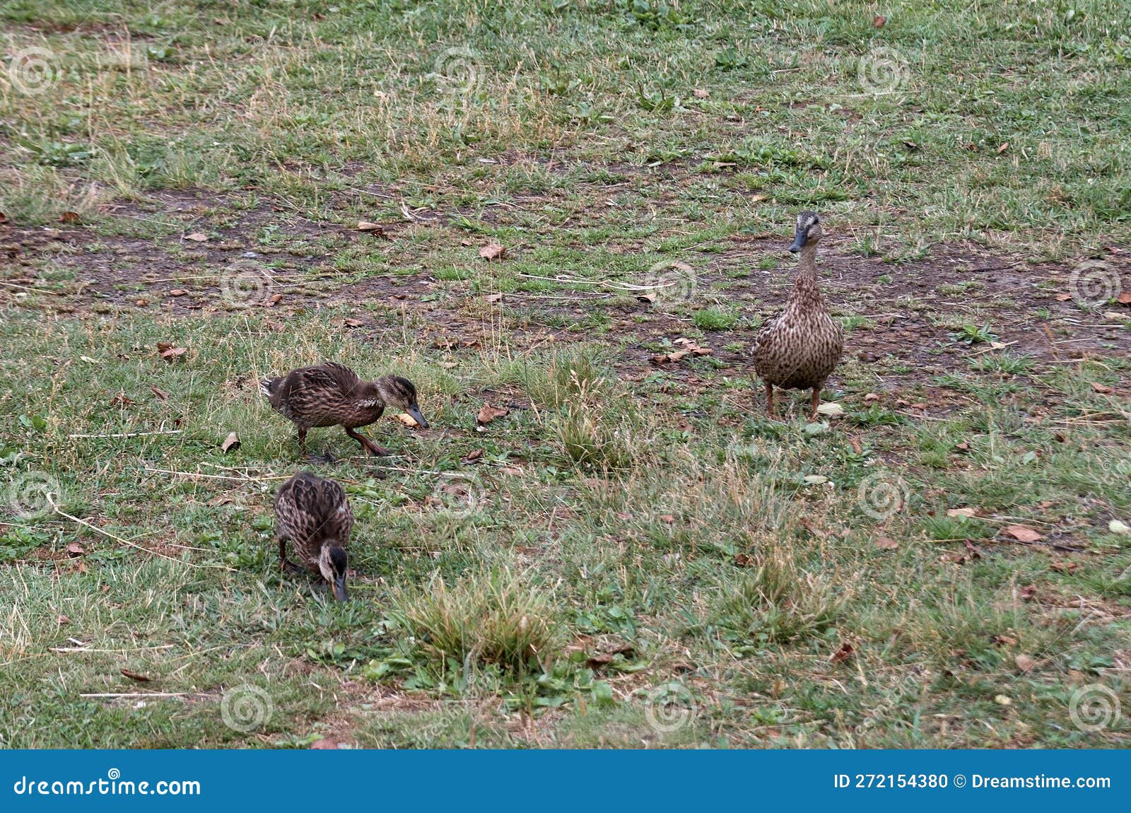 Duck with Ducklings on the Green Grass of the Lawn Stock Photo - Image ...